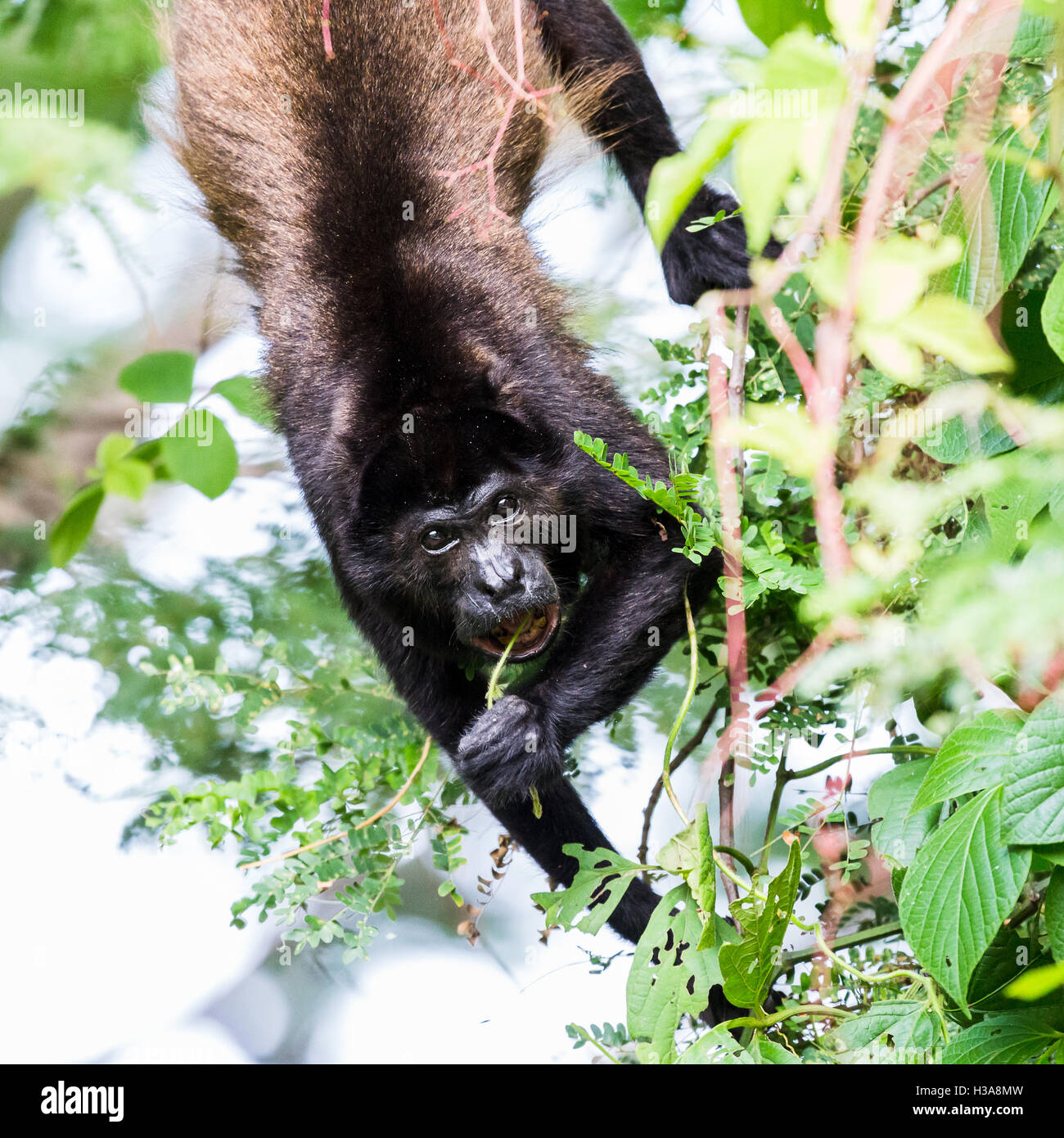 Monkey hanging from branch hi-res stock photography and images - Alamy