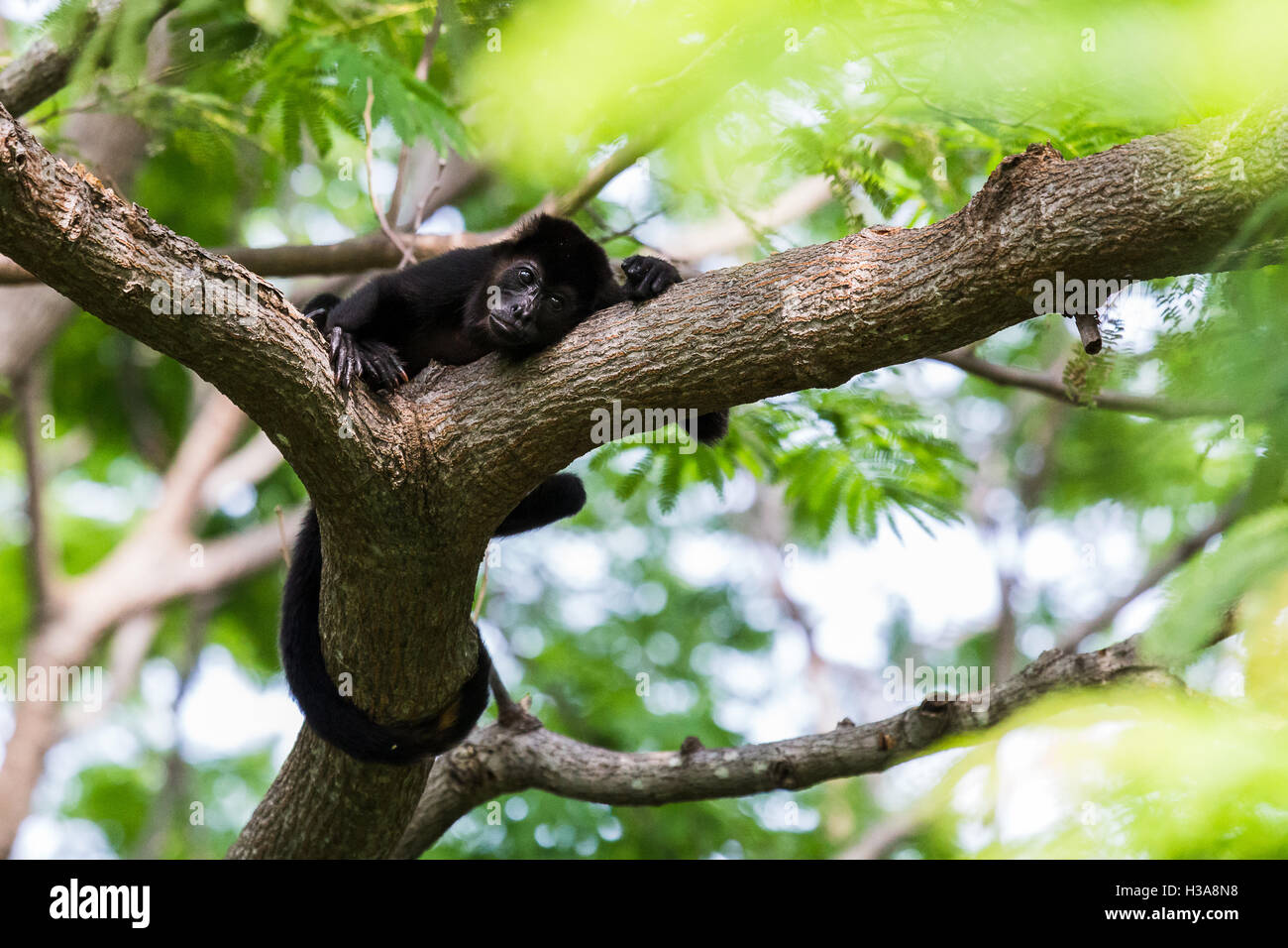 Monkey with big tail hi-res stock photography and images - Alamy