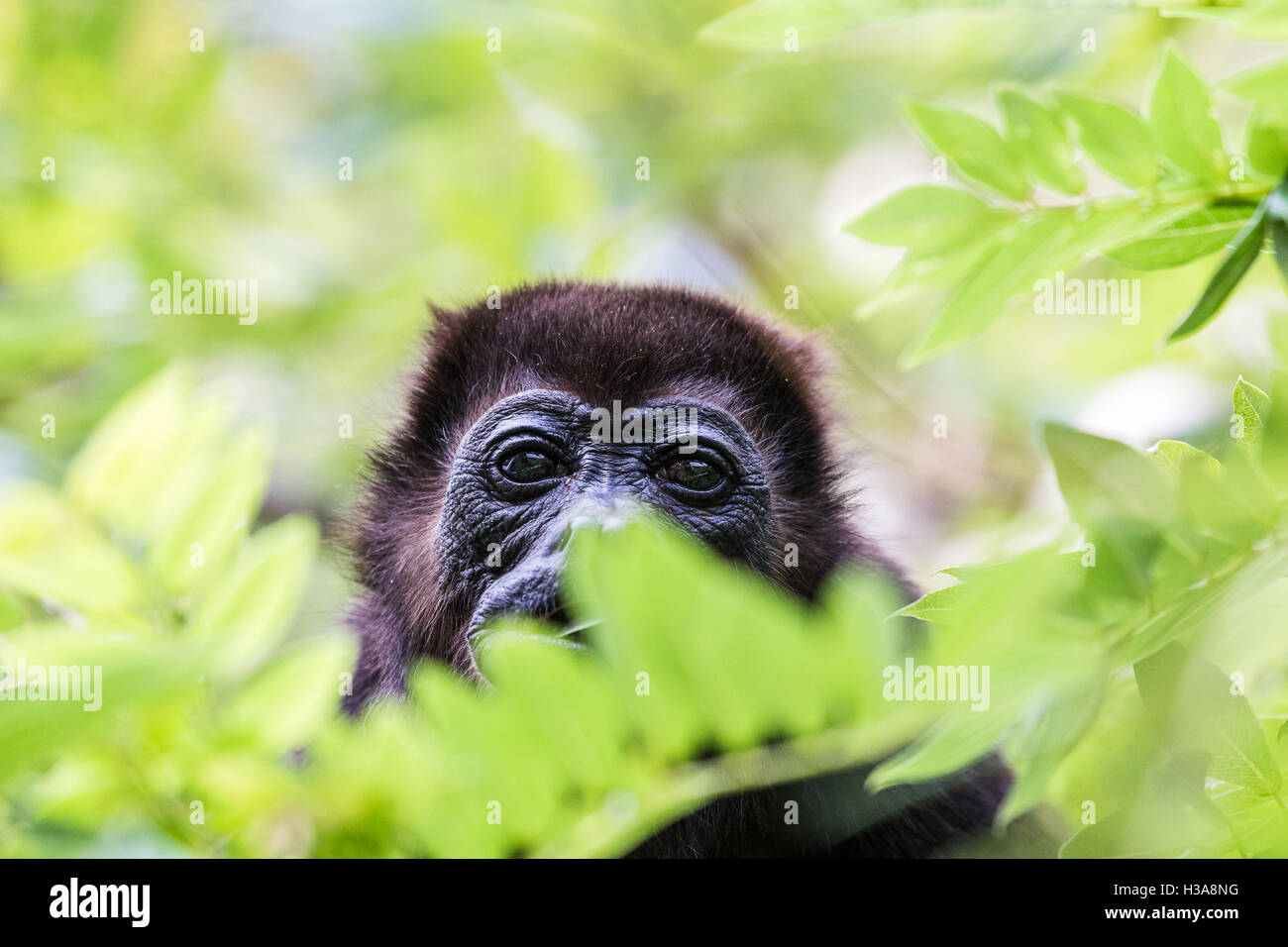 A howler monkey pauses whilst eating in the tree tops in Guanacaste ...