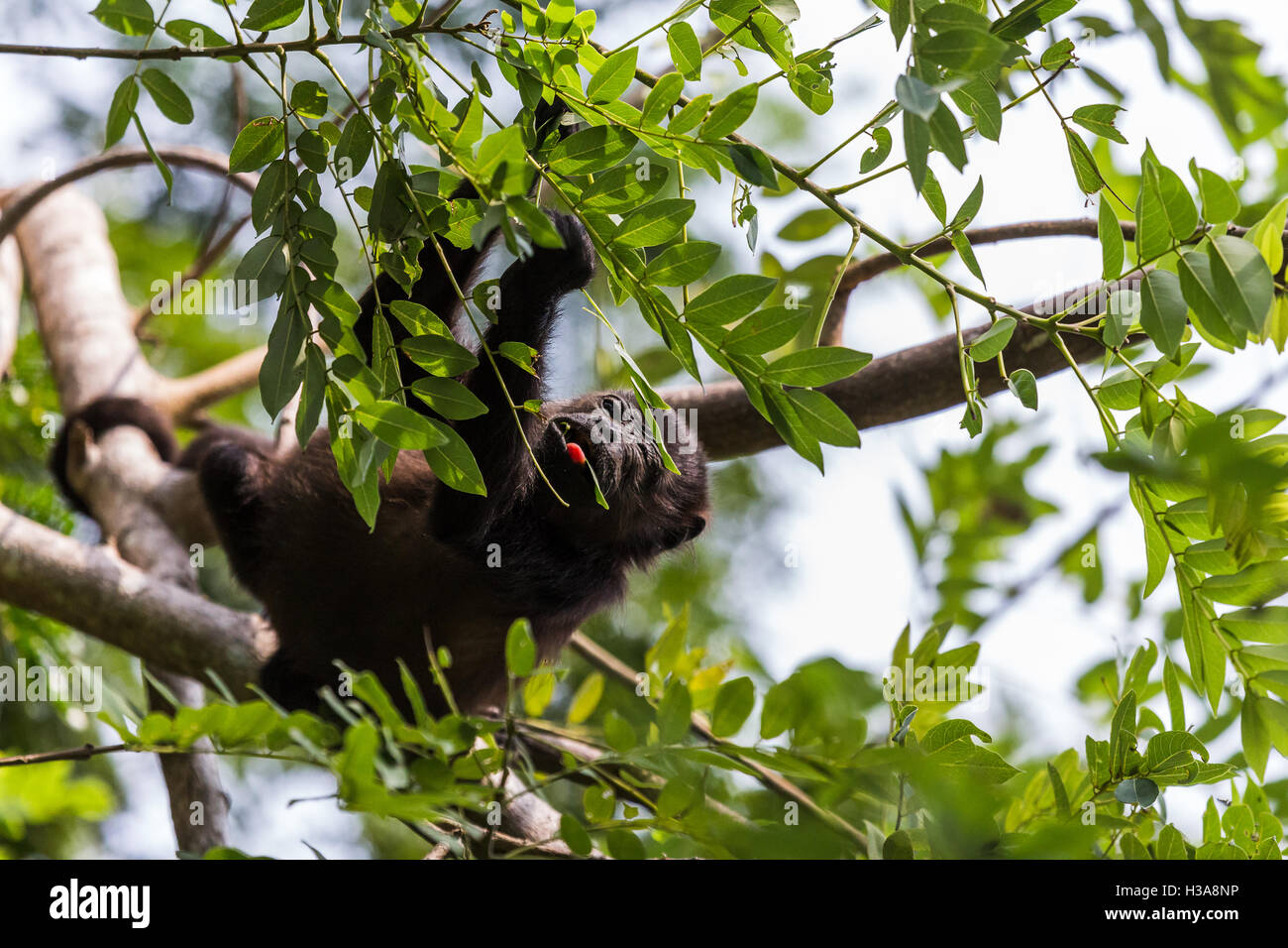 Seen in the trees of a dry forest in Guanacaste in the North West of ...
