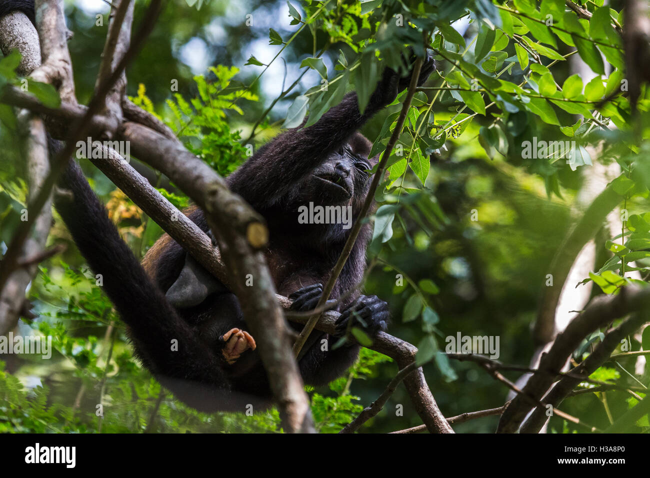 An adult howler monkey sits in a tree reaching out for fresh leaves in ...