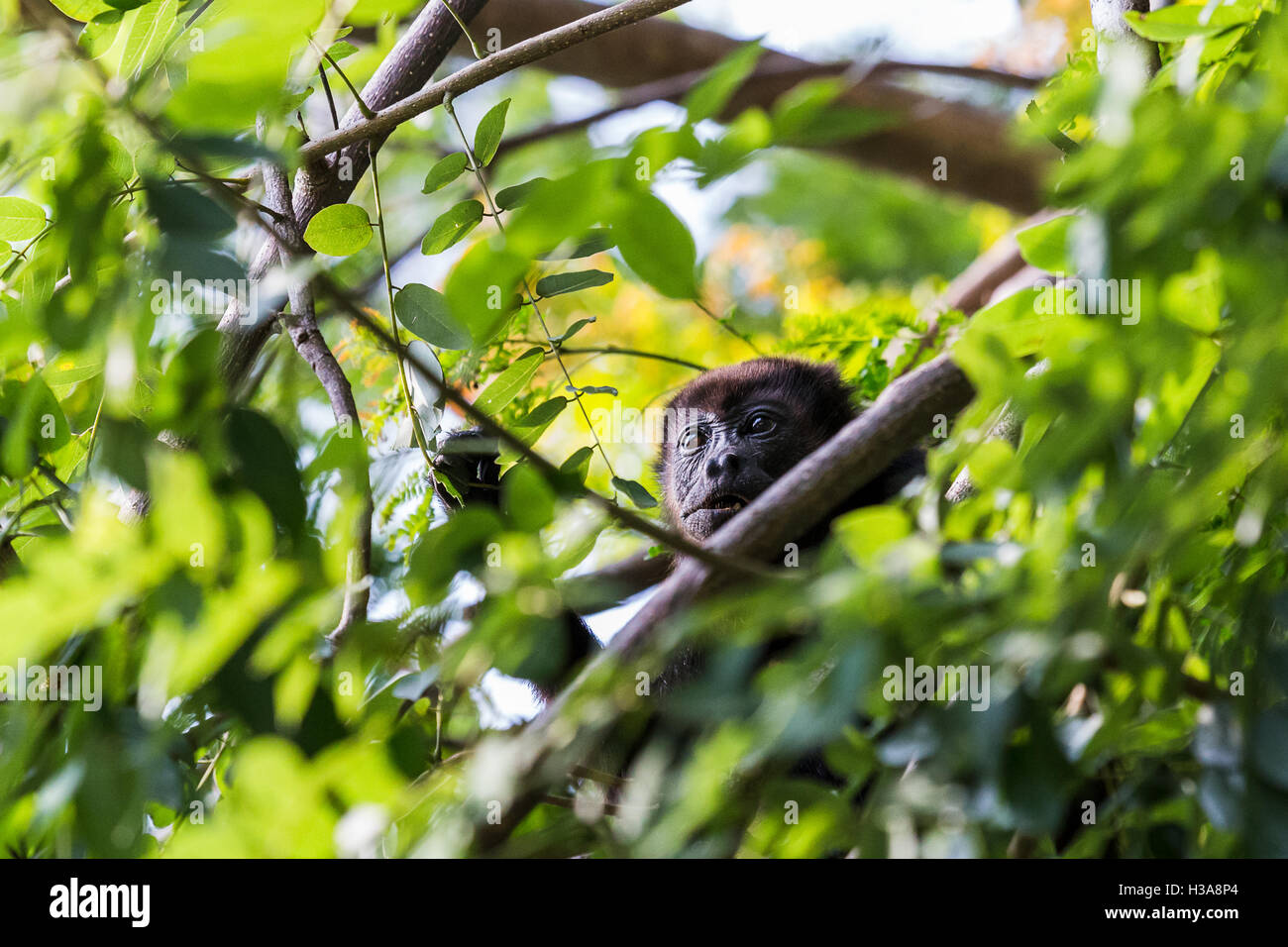 A howler monkey's face is framed by the lush green leaves of a dry ...