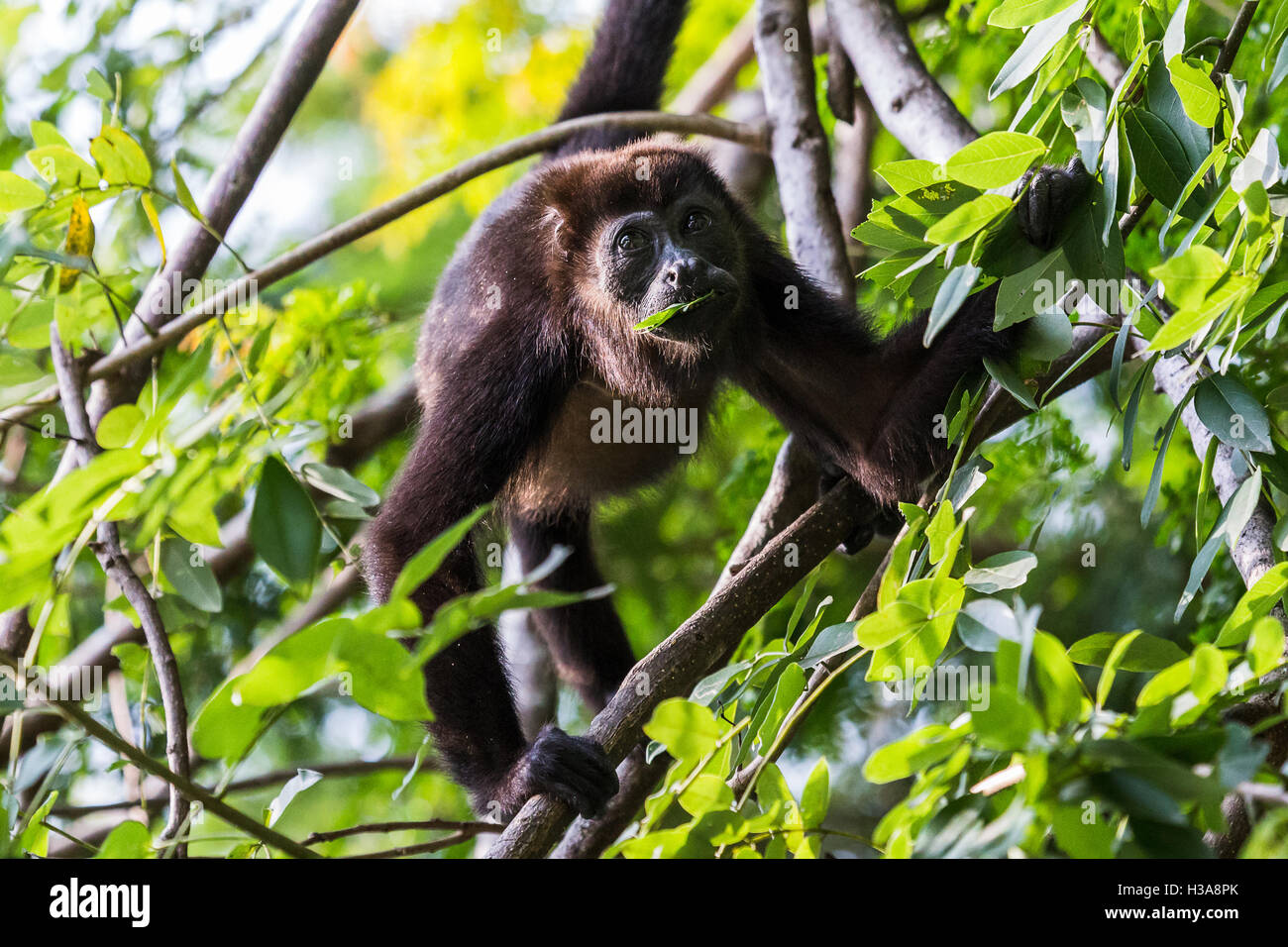 A howler monkey fills the frame as it grips the branches whilst moving ...