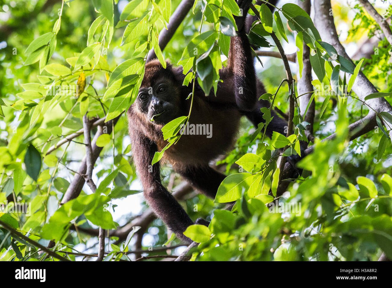 Seen in the trees of a dry forest in Guanacaste in the North West of ...