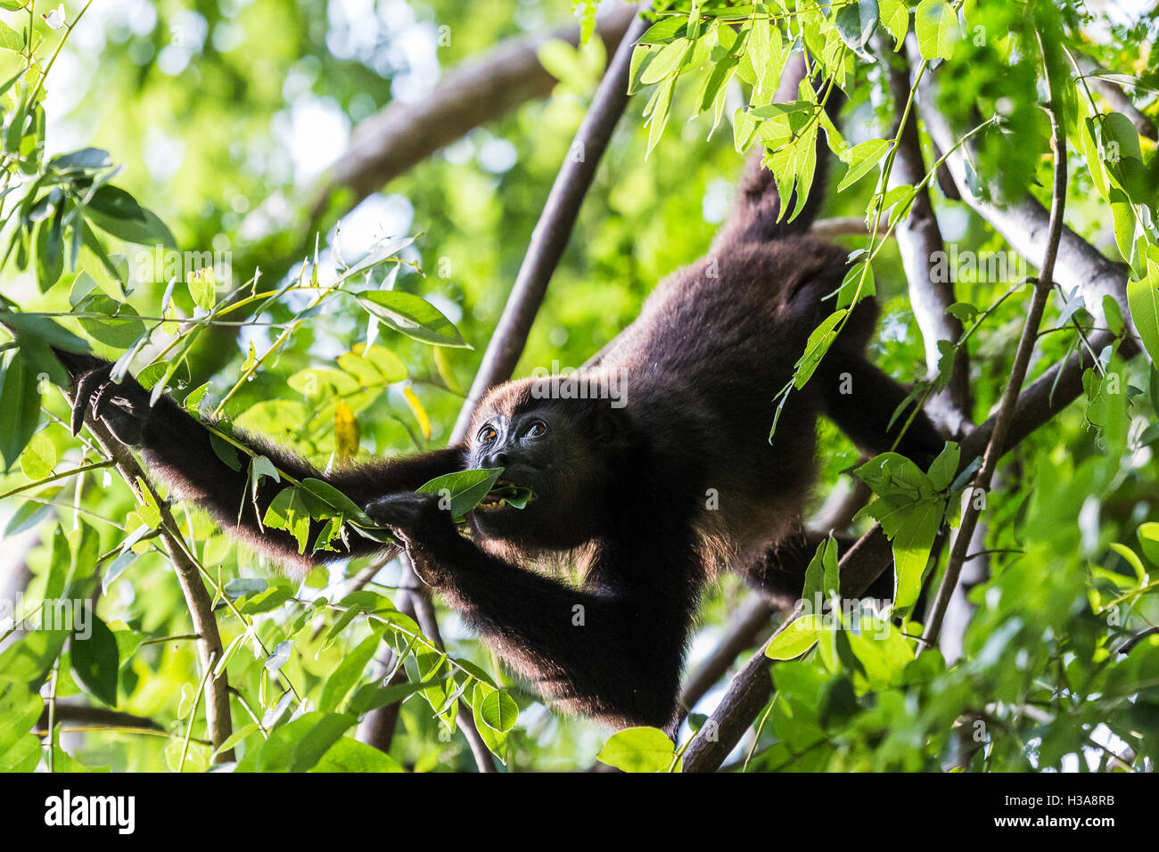 A howler monkey snacks on lush green leaves shortly before sunset in a ...