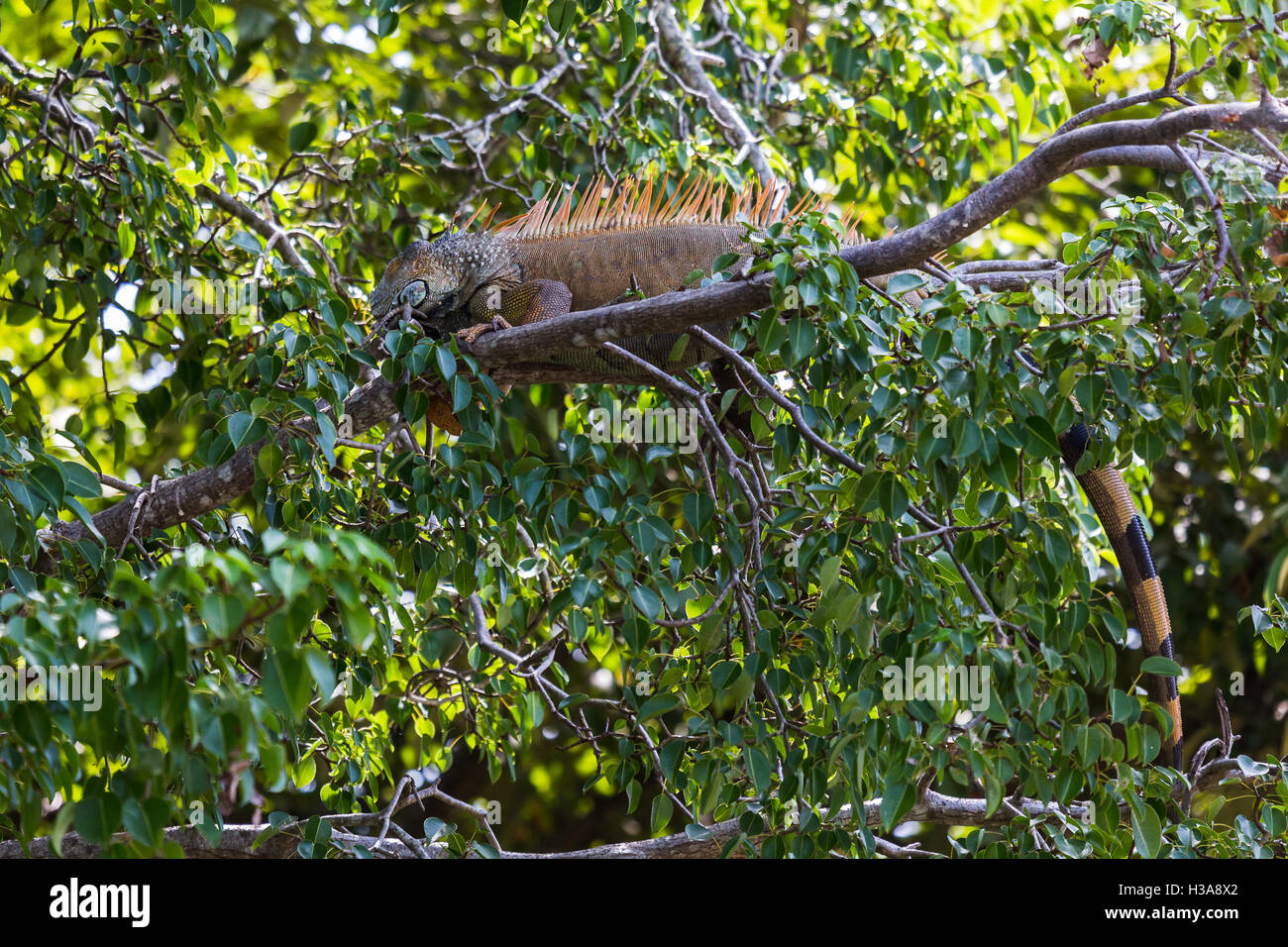 An orange coloured green iguana trails it's tail as it lays on a branch ...