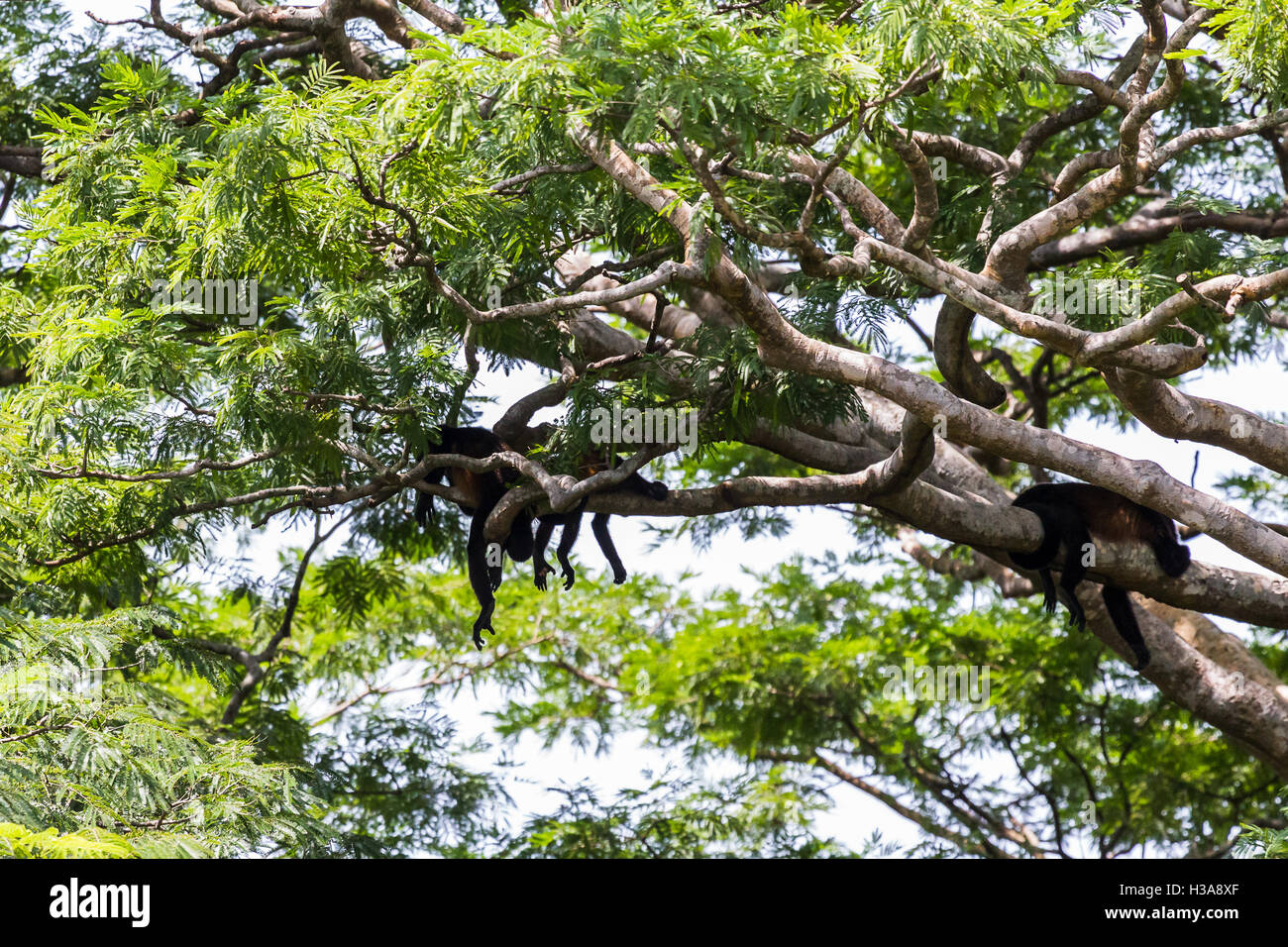 Three howler monkeys trail their hands & feet beneath them as they ...