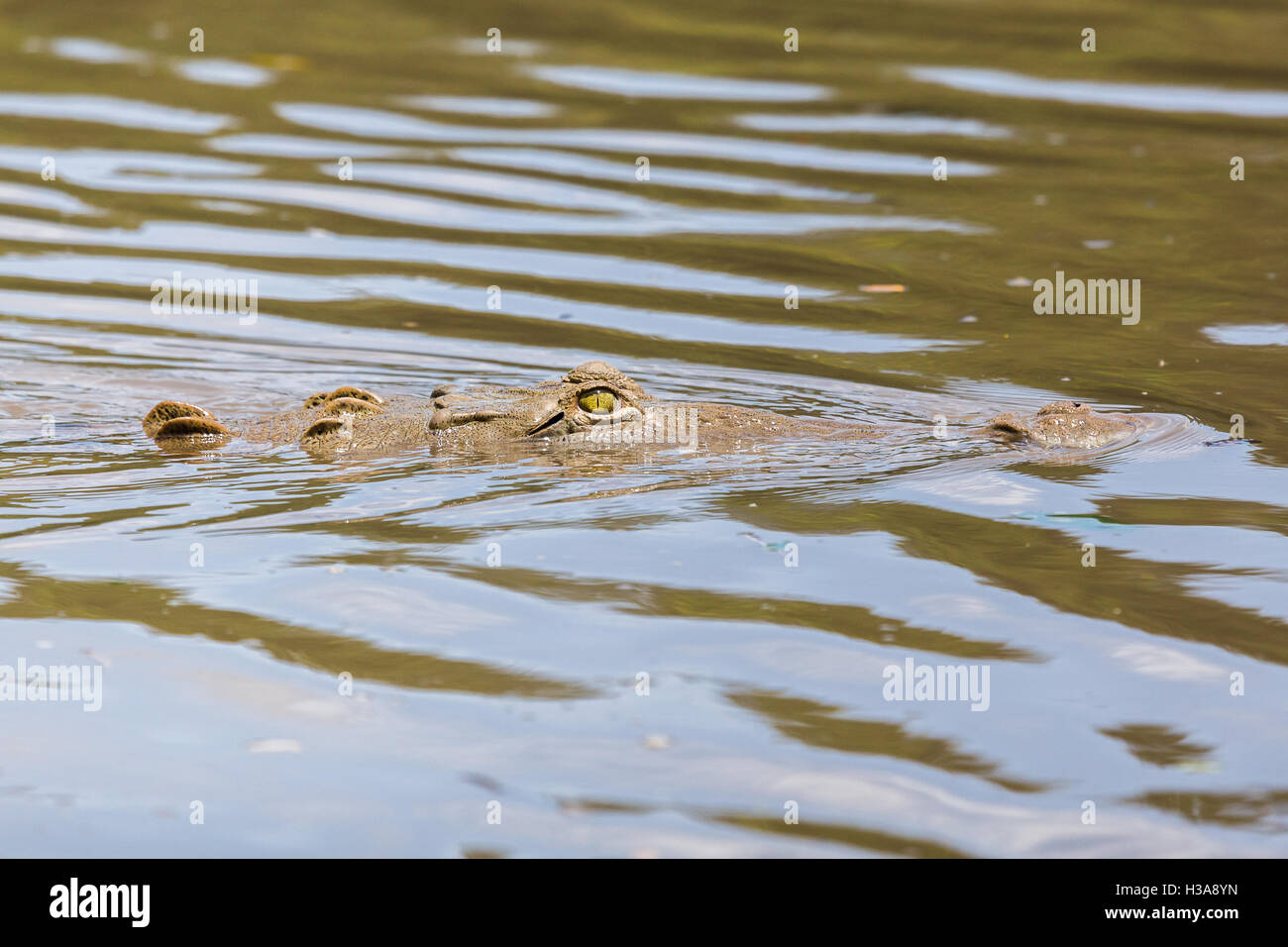An American Crocodile lurks in the Rio Tempisque, part of the Palo ...