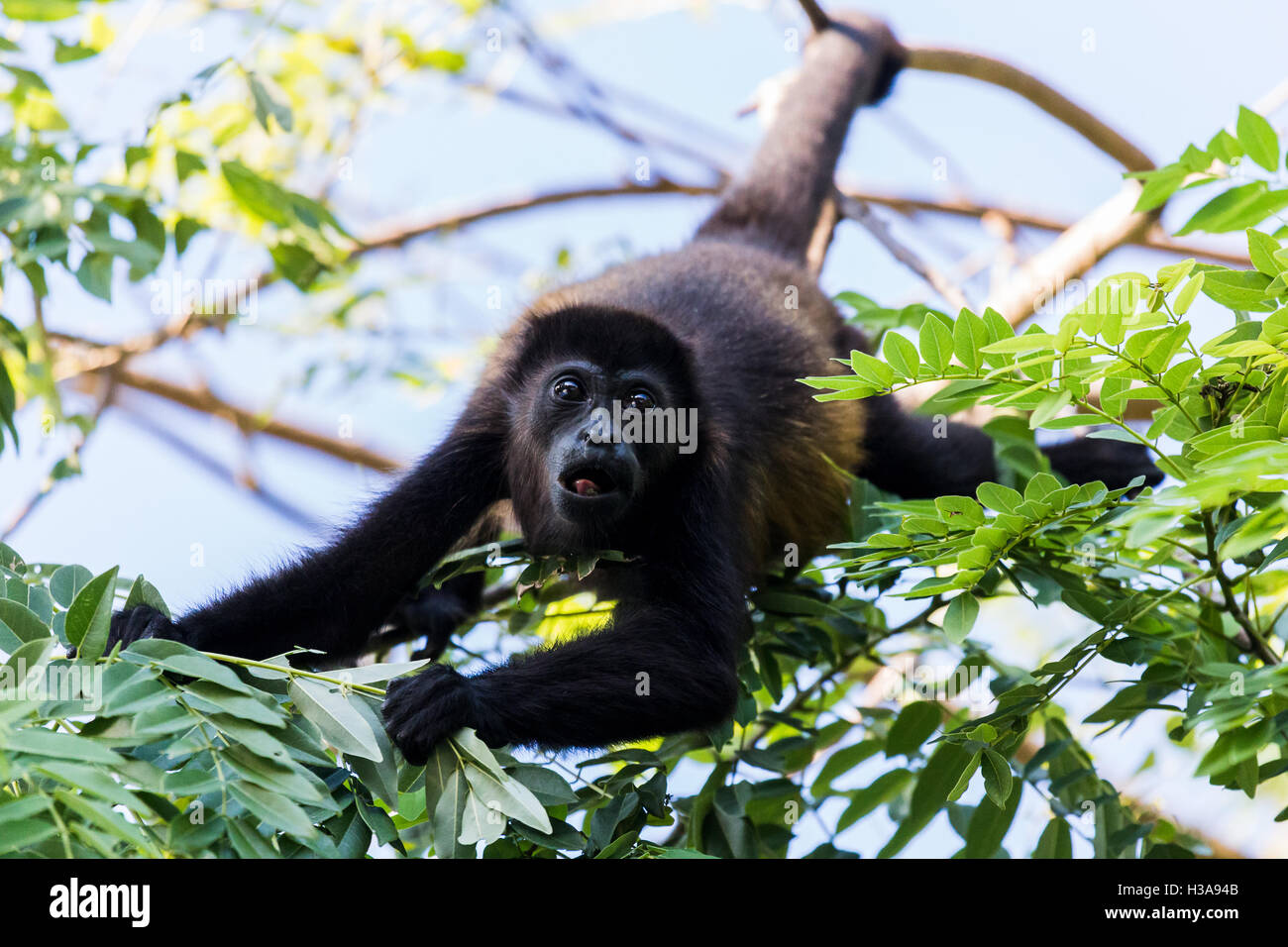 A howler monkey reaches out for a branch full of lush green leaves in a ...