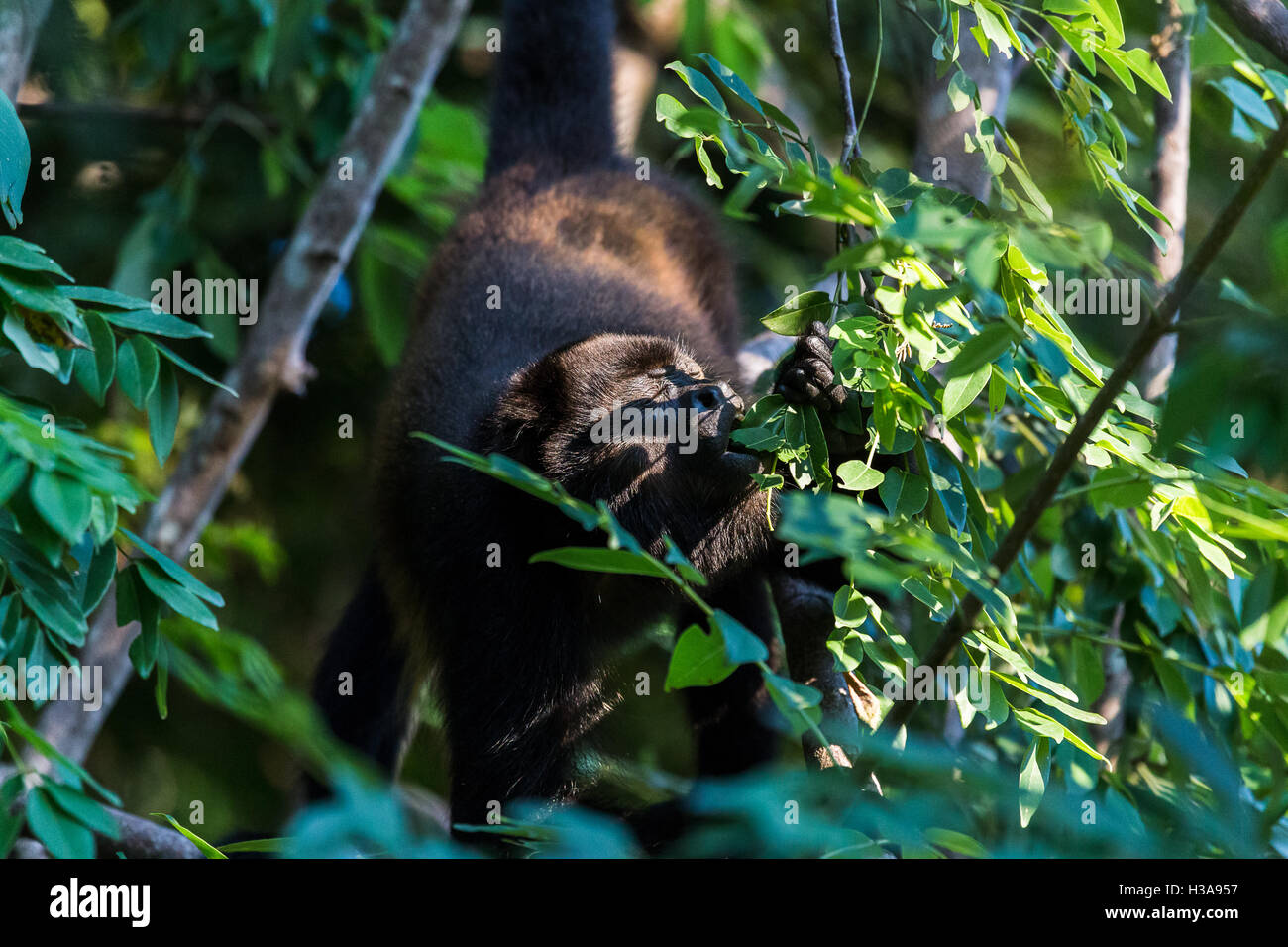 A howler monkey closes its eyes whilst enjoying some green leaves in ...