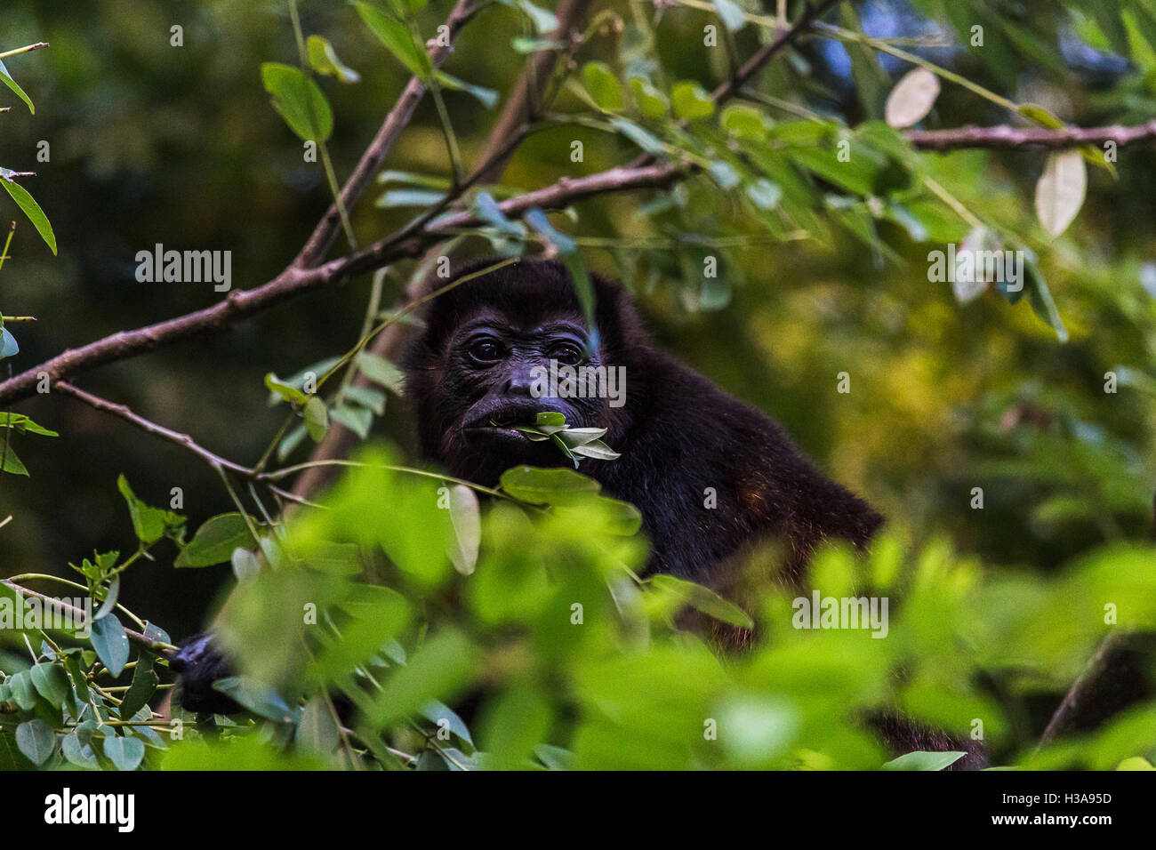 A howler monkey chews on green leaves in the tree tops of a forest in ...