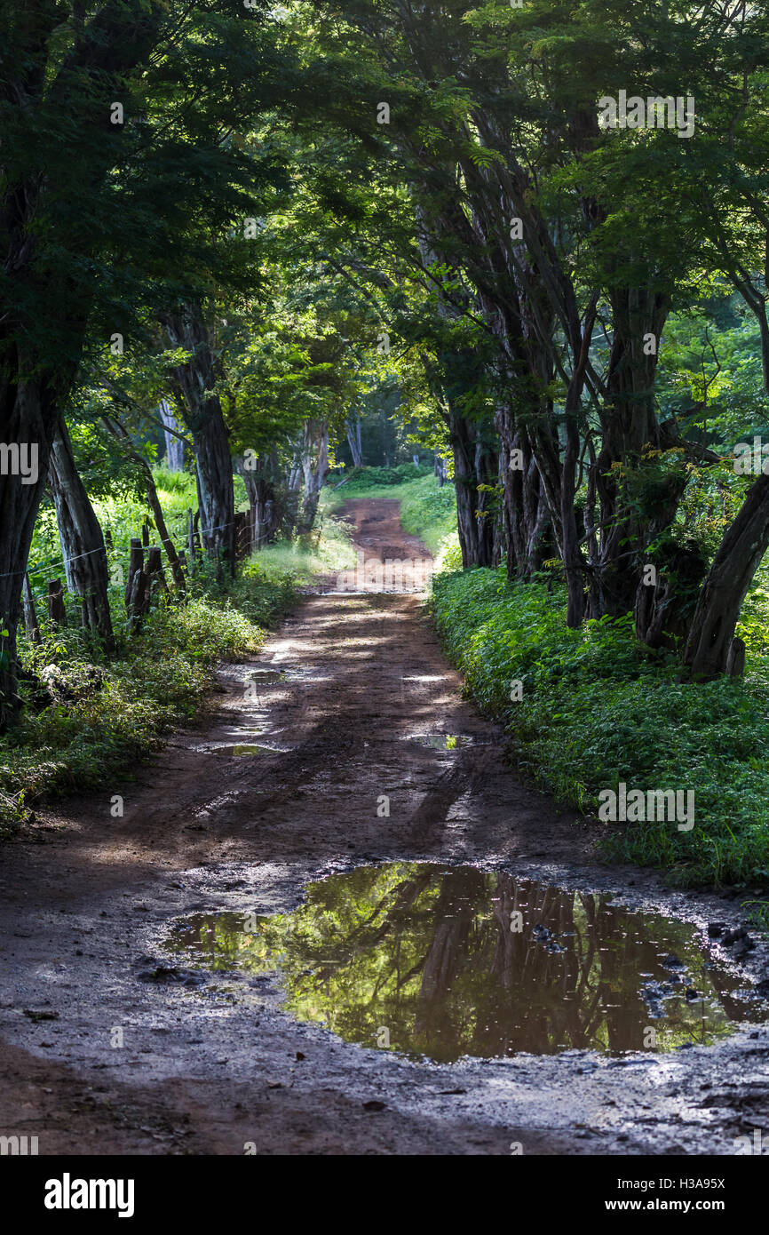 Guanacaste forest hi-res stock photography and images - Alamy