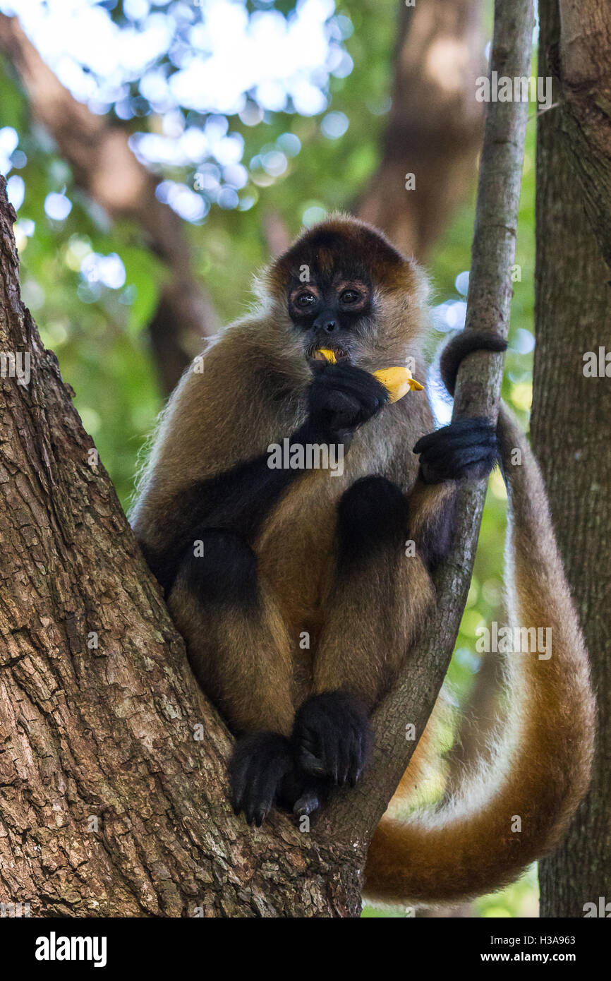 Spider monkey eating hi-res stock photography and images - Alamy