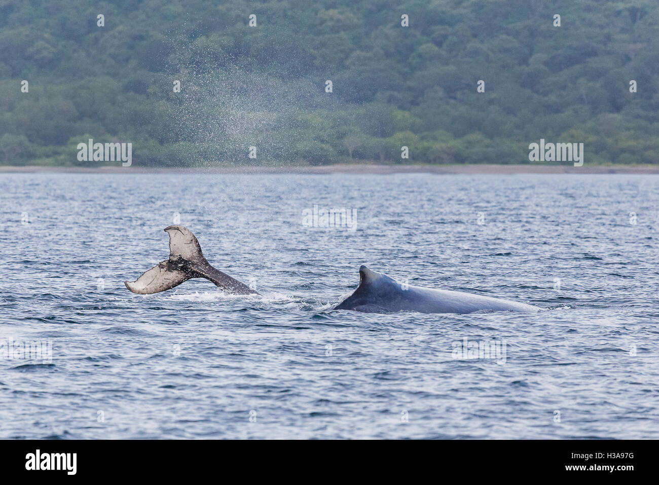 Mother & baby humpback whales playing in the water off the coast of ...