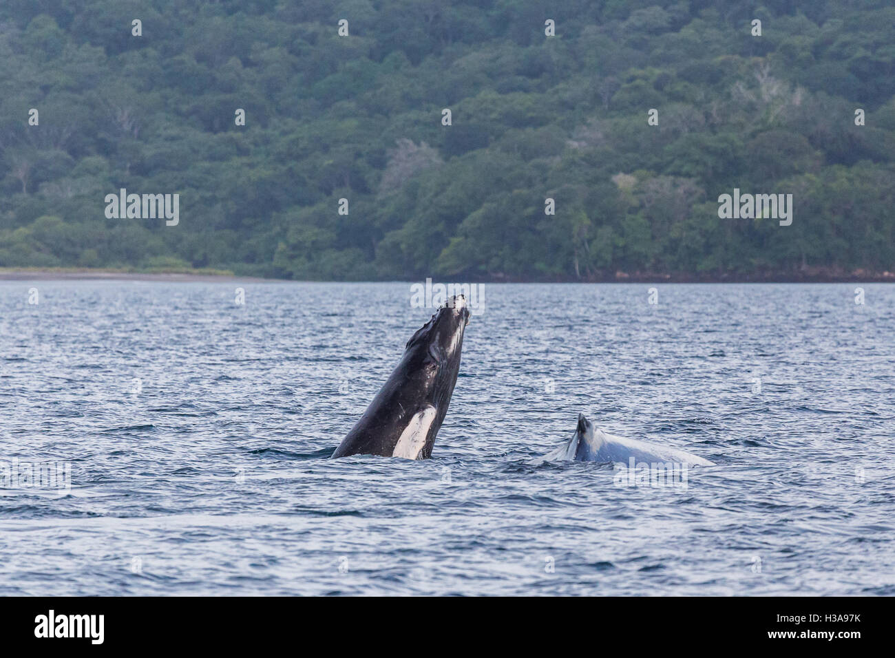 Baby humpback whale breaching hi-res stock photography and images - Alamy