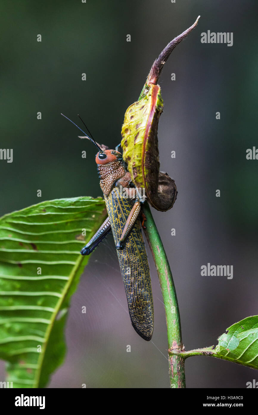 Giant Red-Winged Grasshopper seen in a dry forest in Guanacaste, Costa ...