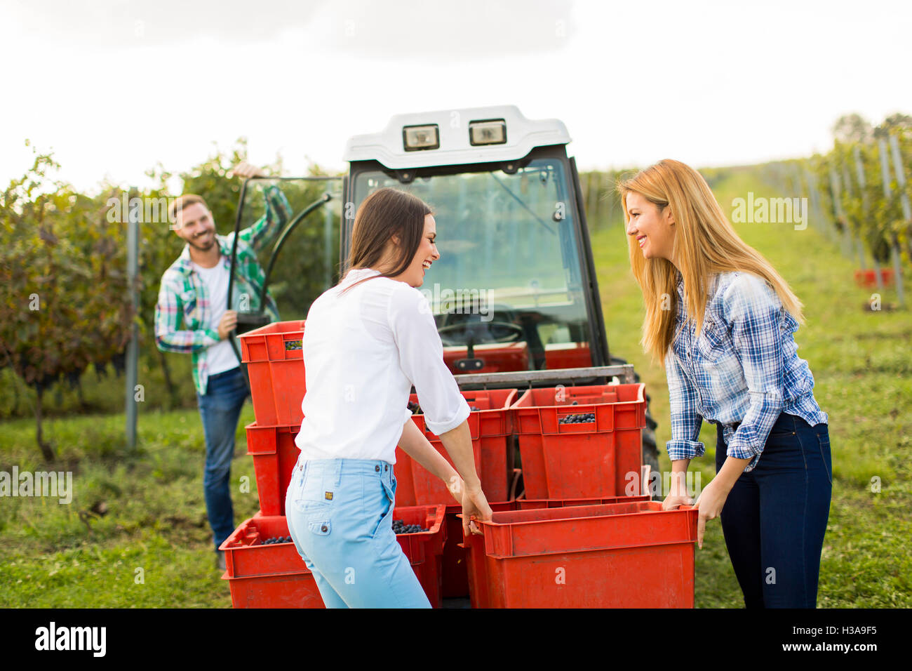 Young people harvesting grapes in the vineyard in autumn Stock Photo ...