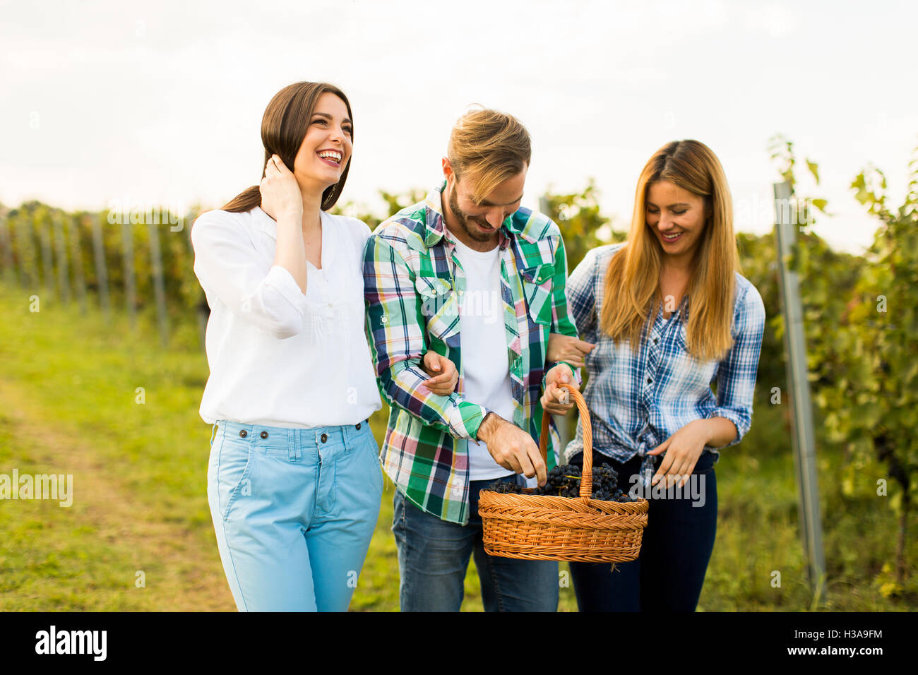 Young people in the vineyard after harvest grapes Stock Photo - Alamy
