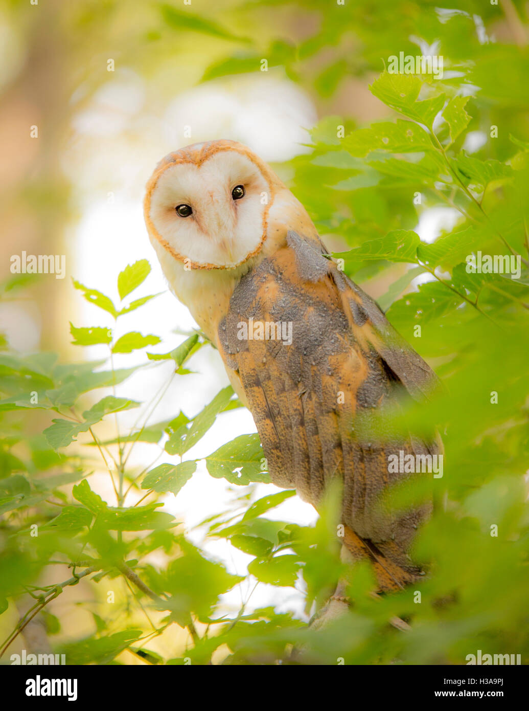 A Beautiful Barn Owl Stock Photo - Alamy