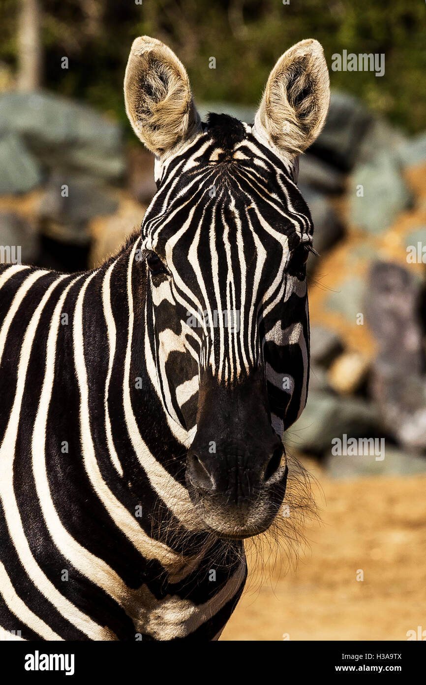 Maneless zebra equus quagga borensis hi-res stock photography and ...
