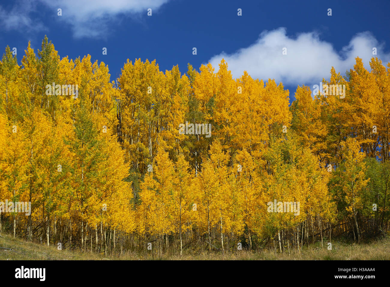 Green aspen trees hi-res stock photography and images - Alamy