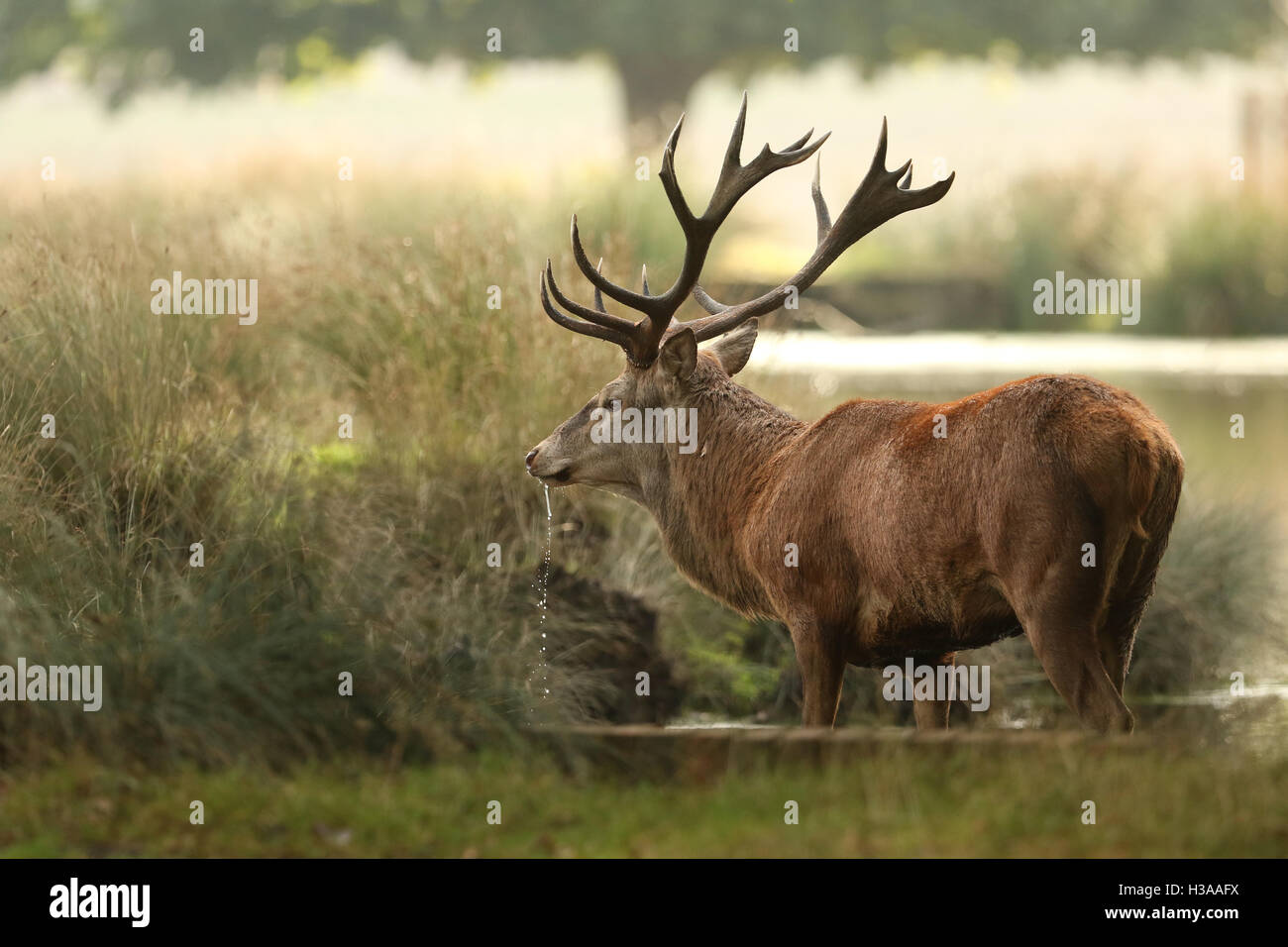 Red Deer Stag Drinking High Resolution Stock Photography and Images - Alamy
