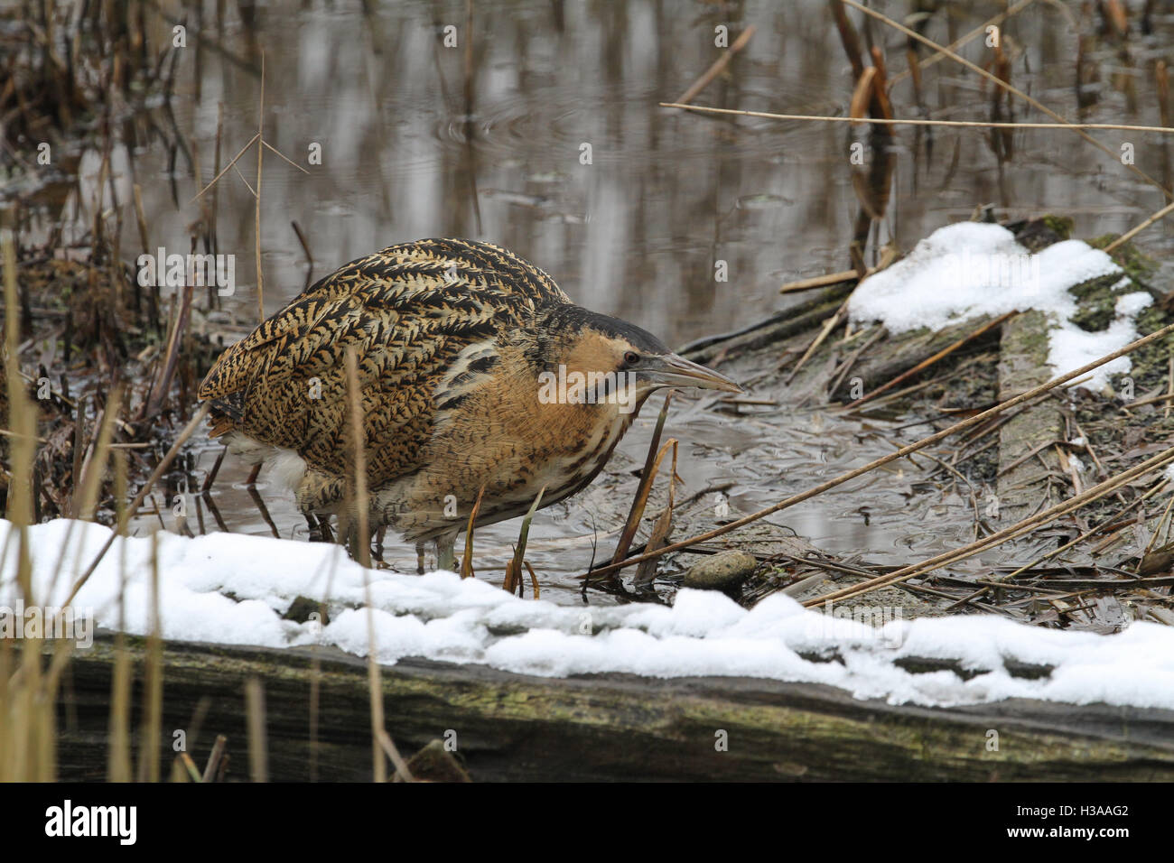 A rare and elusive Bittern bird (Botaurus stellaris) hunting for food ...