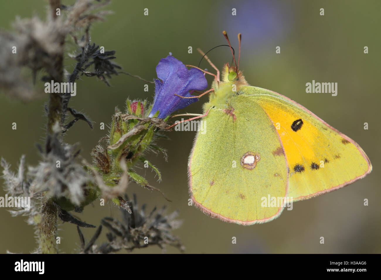 A Clouded yellow Butterfly (Colias croceus) feeding on viper's bugloss ...