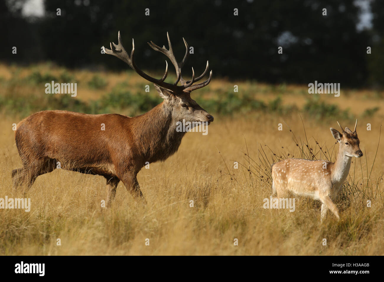 A Red Deer Stag (Cervus elaphus) and a Fallow Deer (Dama dama) walking ...