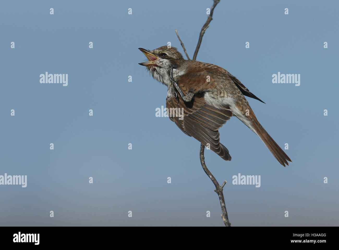 Bird Scratching High Resolution Stock Photography and Images - Alamy