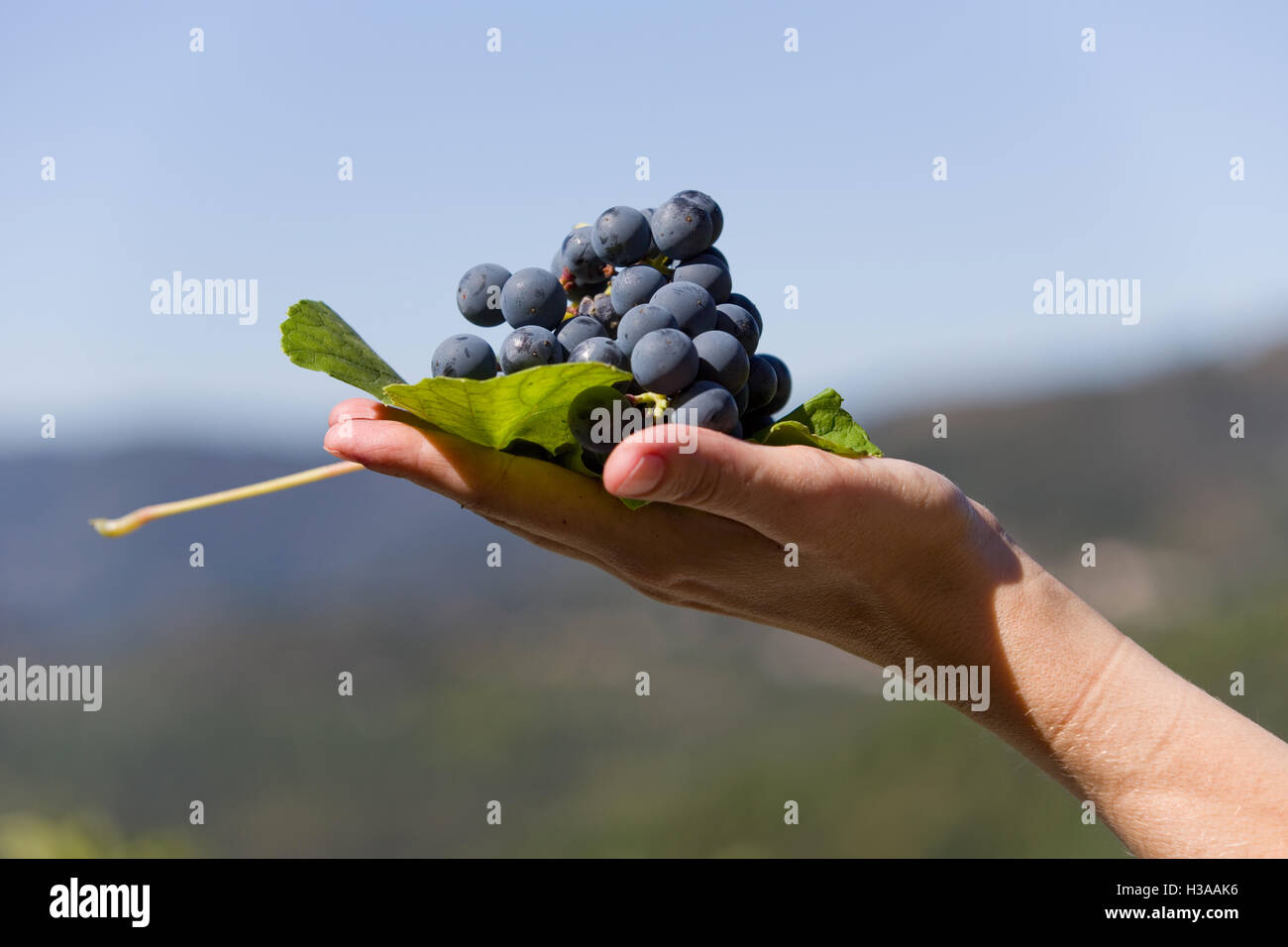 hand holding fresh bunch of grapes in the vineyard Stock Photo - Alamy