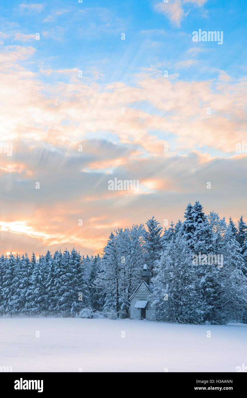 Vertical scenery of frozen forest in rural Bavarian region Allgaeu with ...