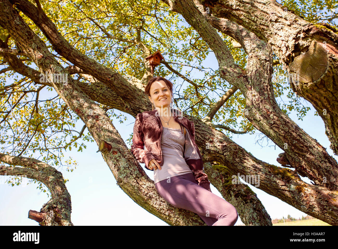 Young woman enjoying climbing on the tree Stock Photo - Alamy