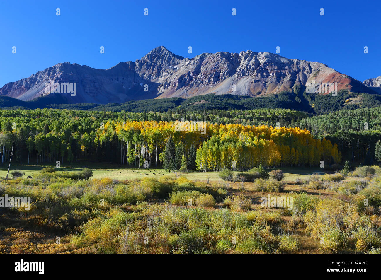 Mount Wilson in autumn with aspen leaves changing Telluride Colorado ...