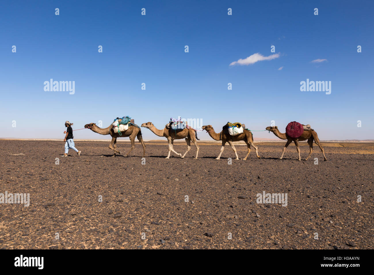 caravan in the desert Stock Photo - Alamy