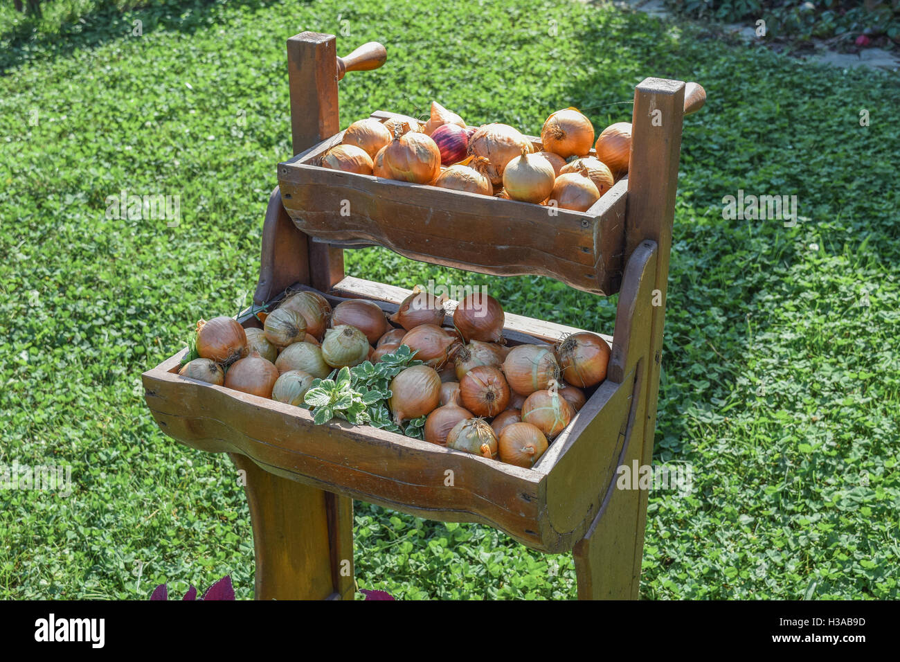 Shallot Cells High Resolution Stock Photography and Images - Alamy