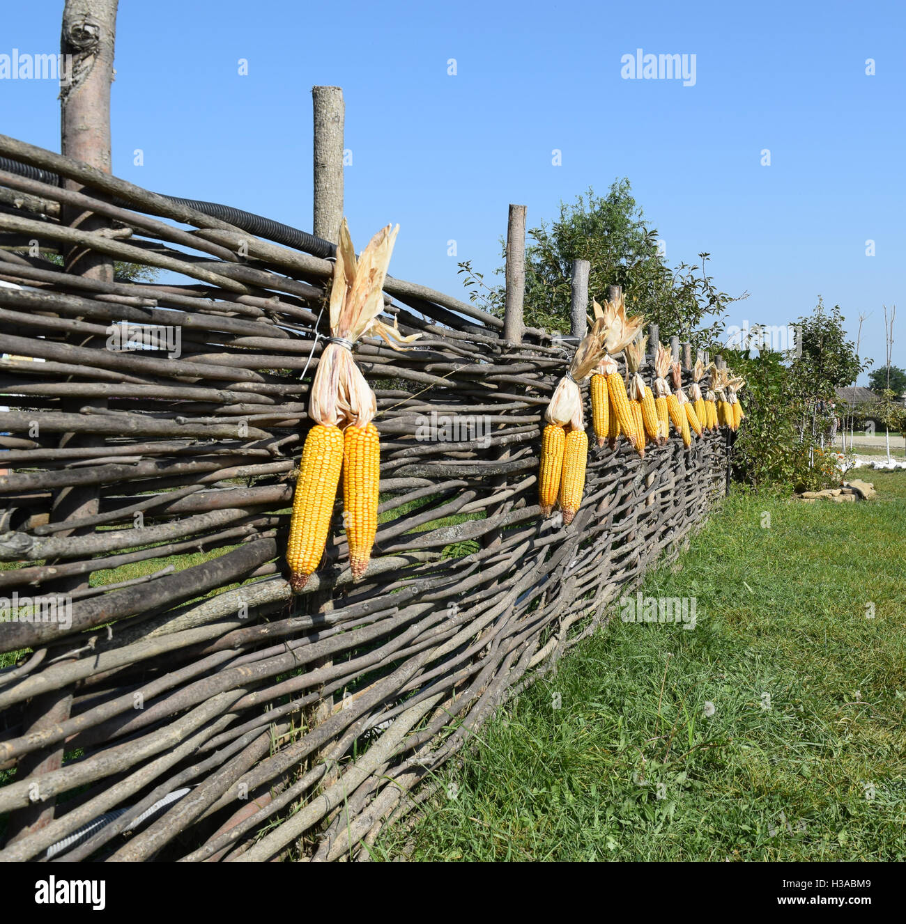 Fossil corn cob hi-res stock photography and images - Alamy