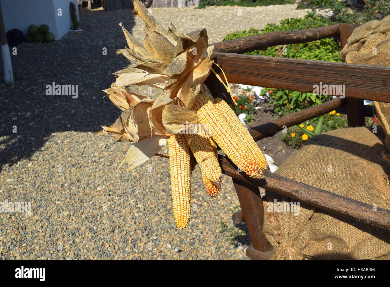 Hanging ears yellow corn hi-res stock photography and images - Alamy