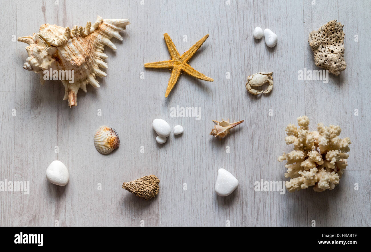 Starfish Opening Clam