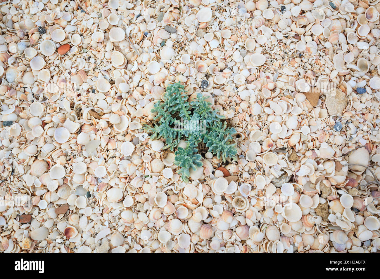 Single plant growing on a beach full of mixed sea shells. Israel Stock ...