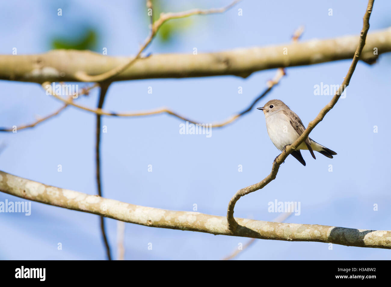 Taiga Flycatcher (Ficedula albicilla) perched on branch. Doi Pha Hom ...