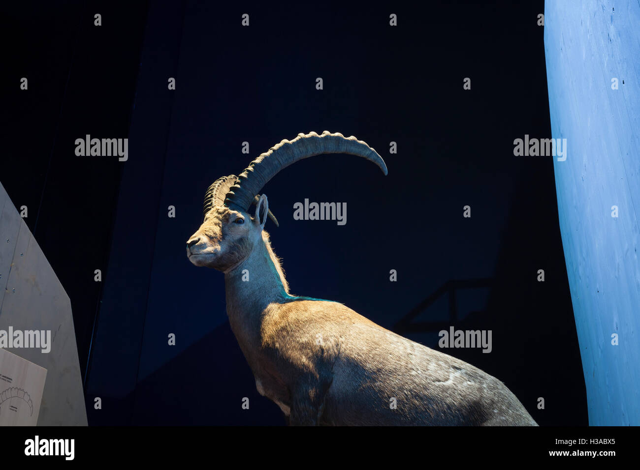 Museum of alpine wildlife hi-res stock photography and images - Alamy