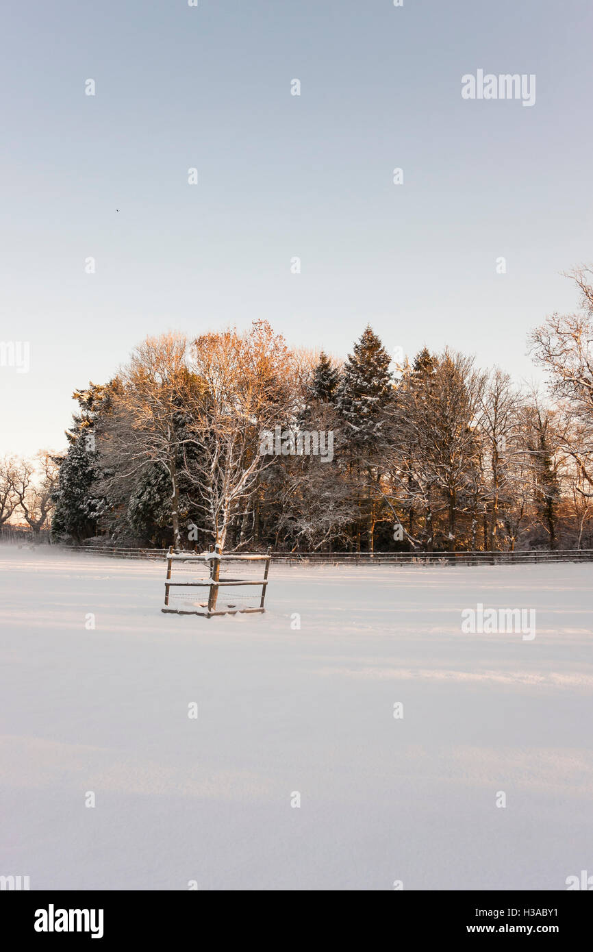 Backlit trees snow hi-res stock photography and images - Alamy