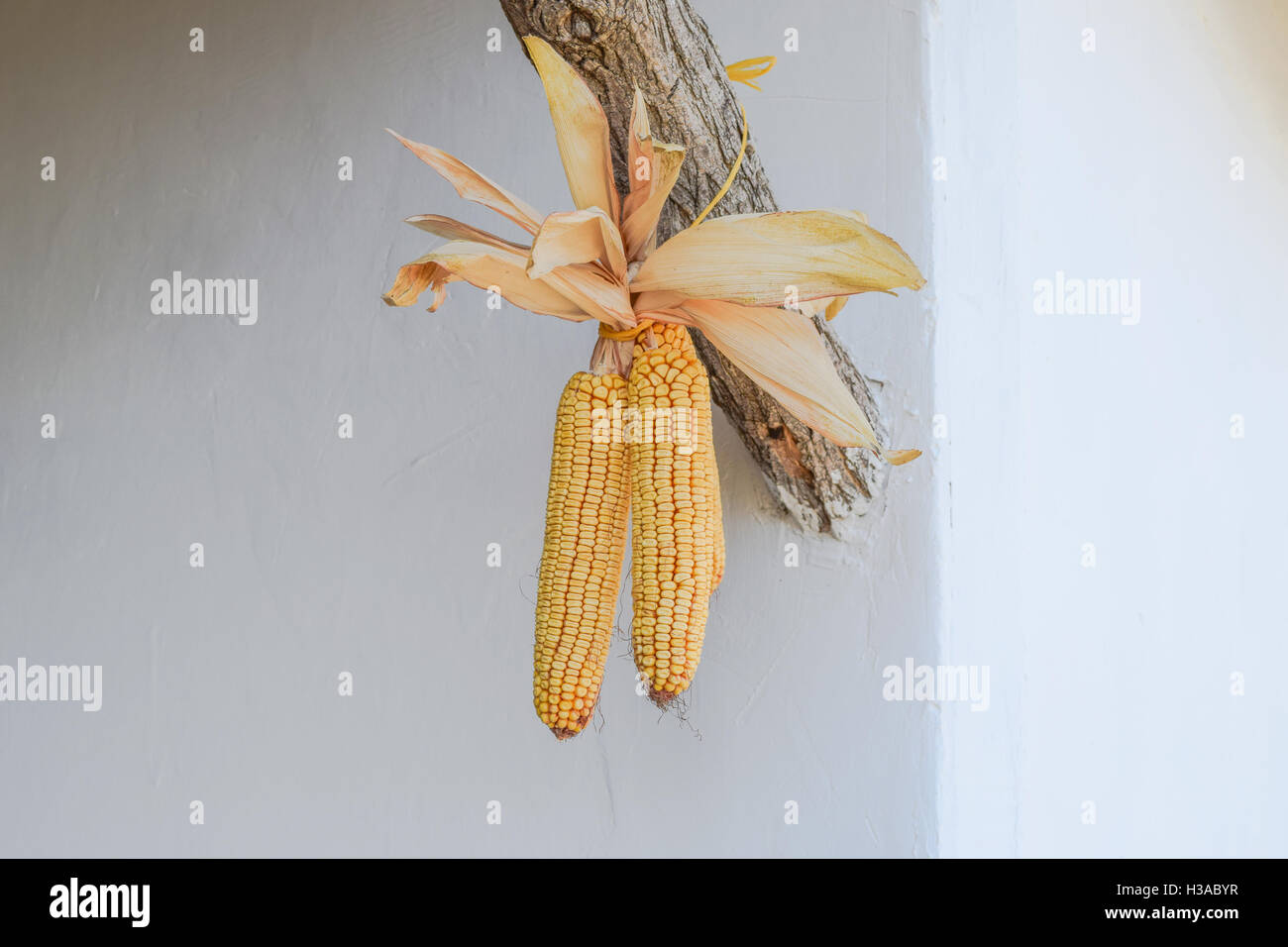 Hanging ears of yellow corn. Drying corn cobs outdoors Stock Photo - Alamy