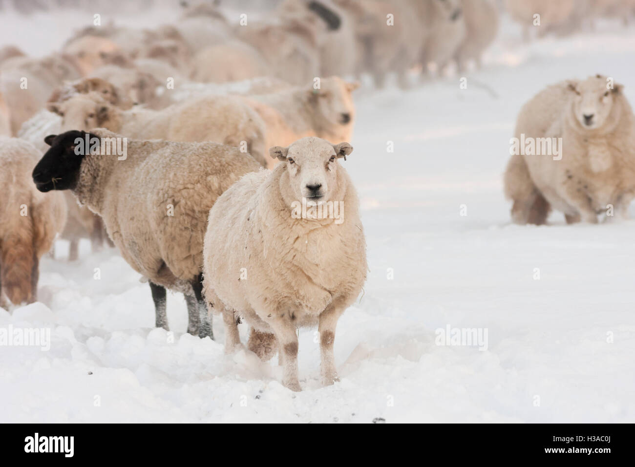 winter sheep flock in snow and mist Stock Photo - Alamy