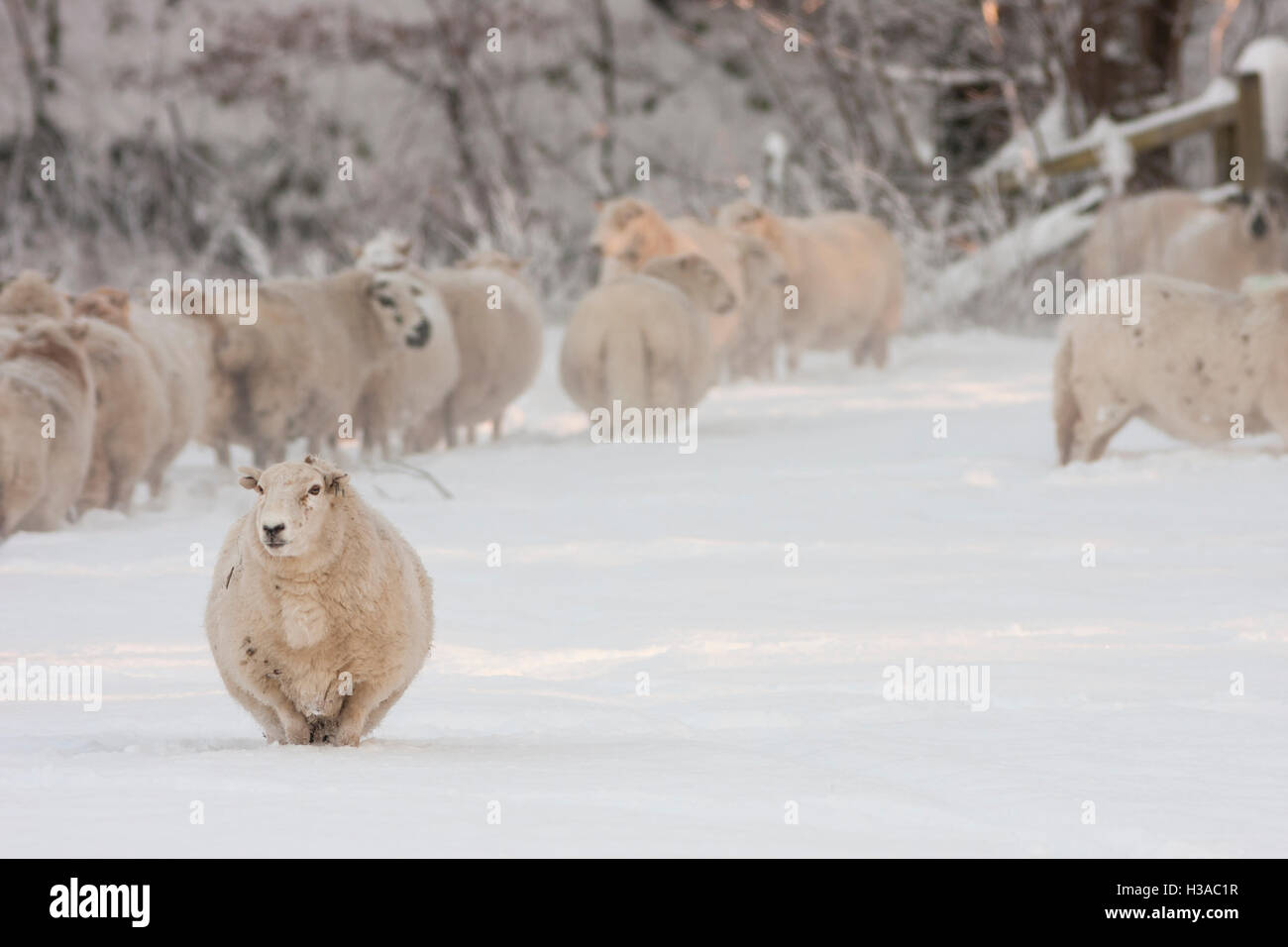 Sheep flock in snow hi-res stock photography and images - Alamy