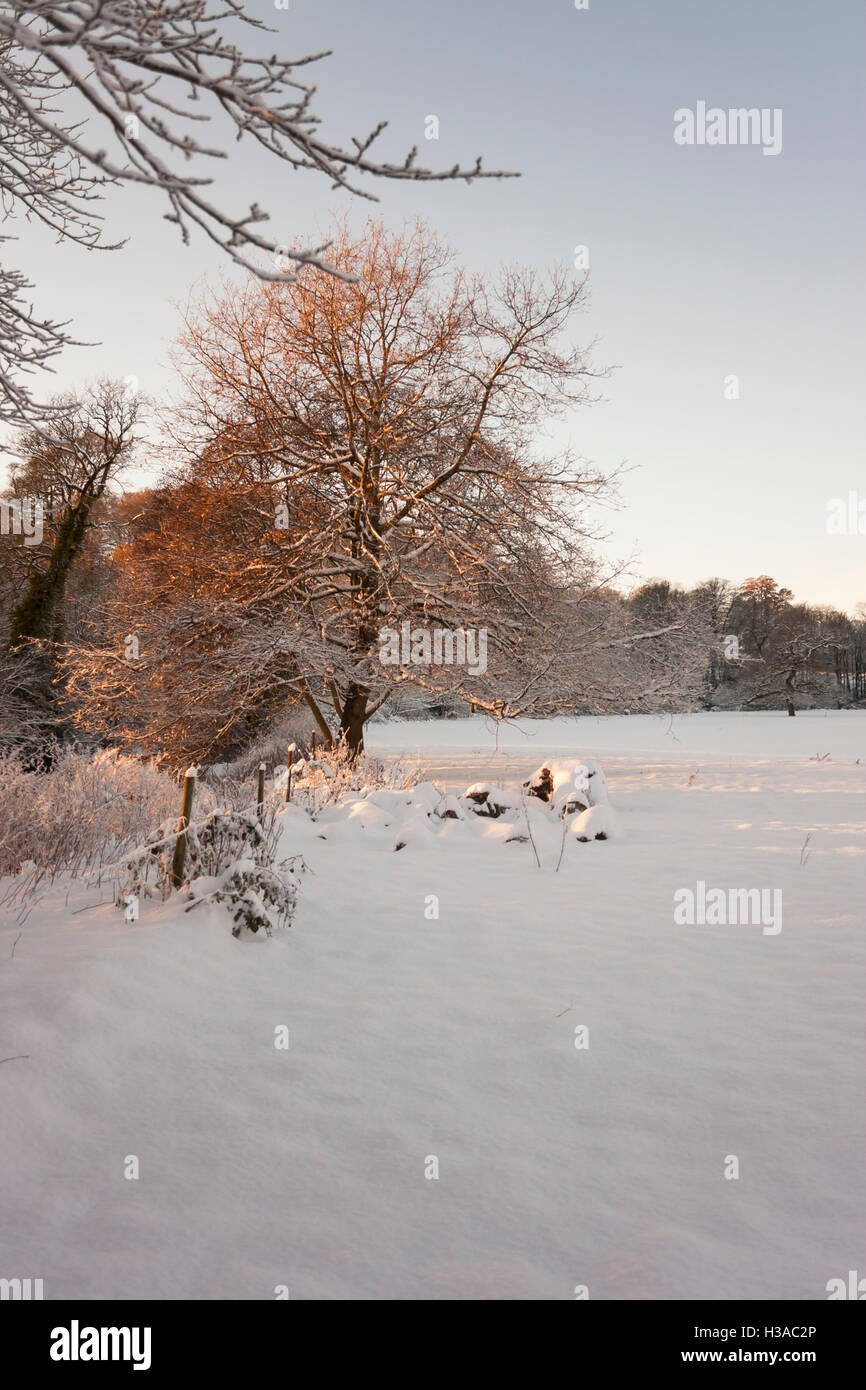 Winter snow field trees hi-res stock photography and images - Alamy