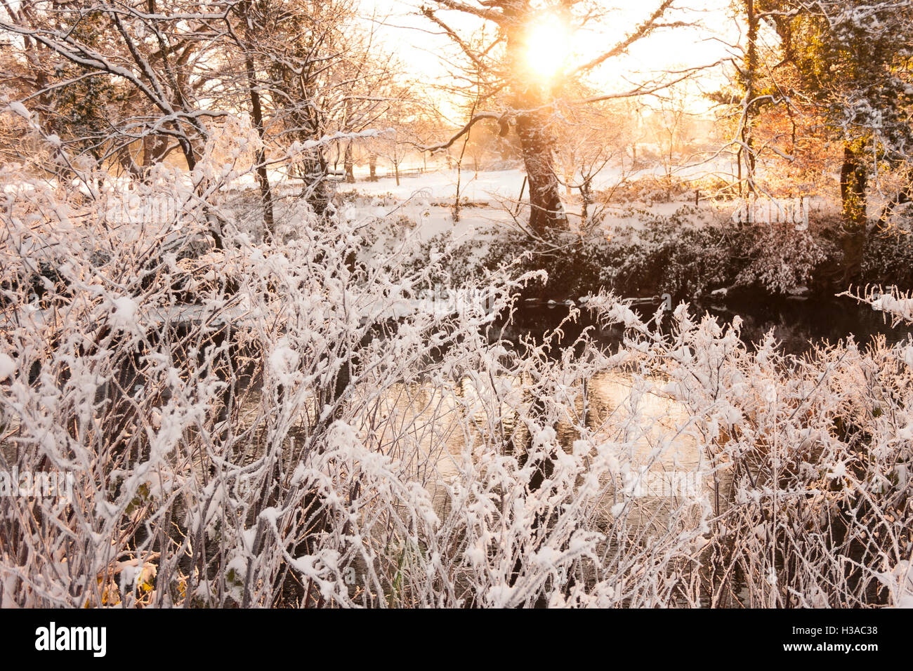 Backlit trees snow hi-res stock photography and images - Alamy