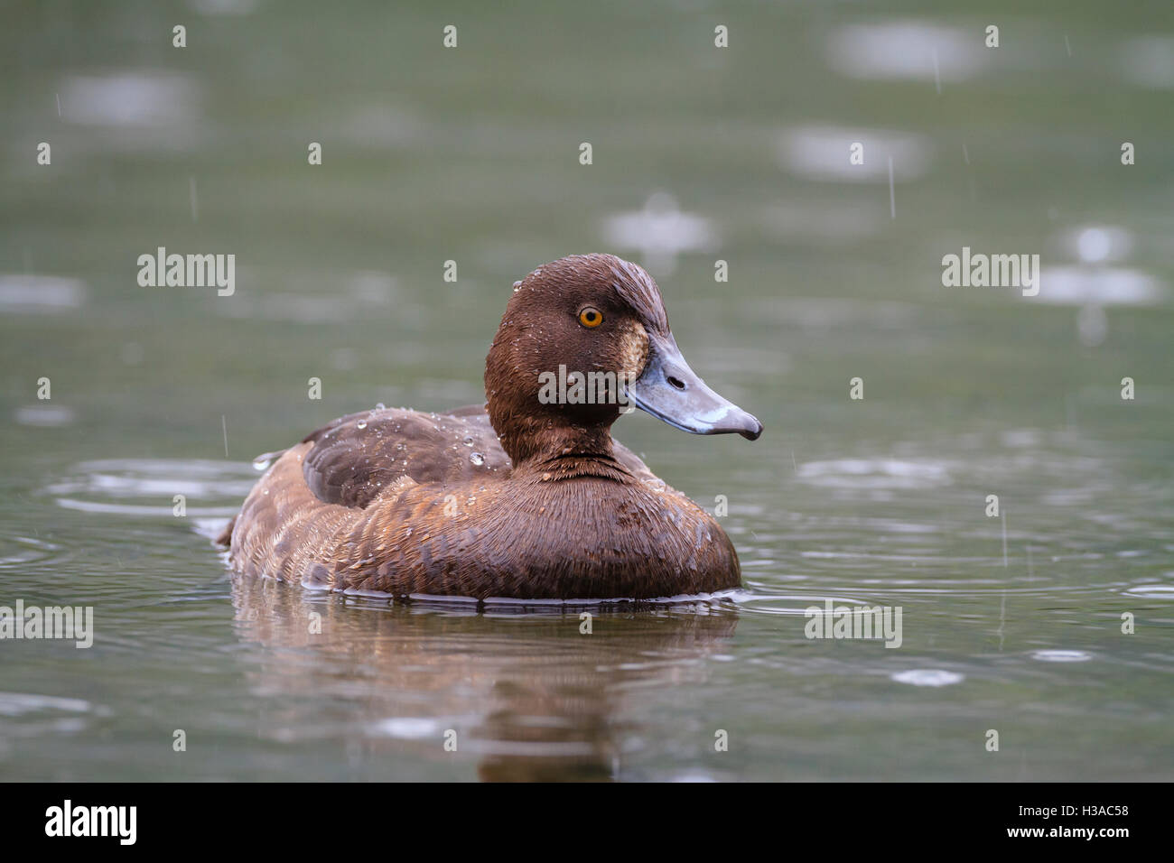 Tufted Duck (Aythya fuligula) female swimming. Hintersee lake. Upper ...
