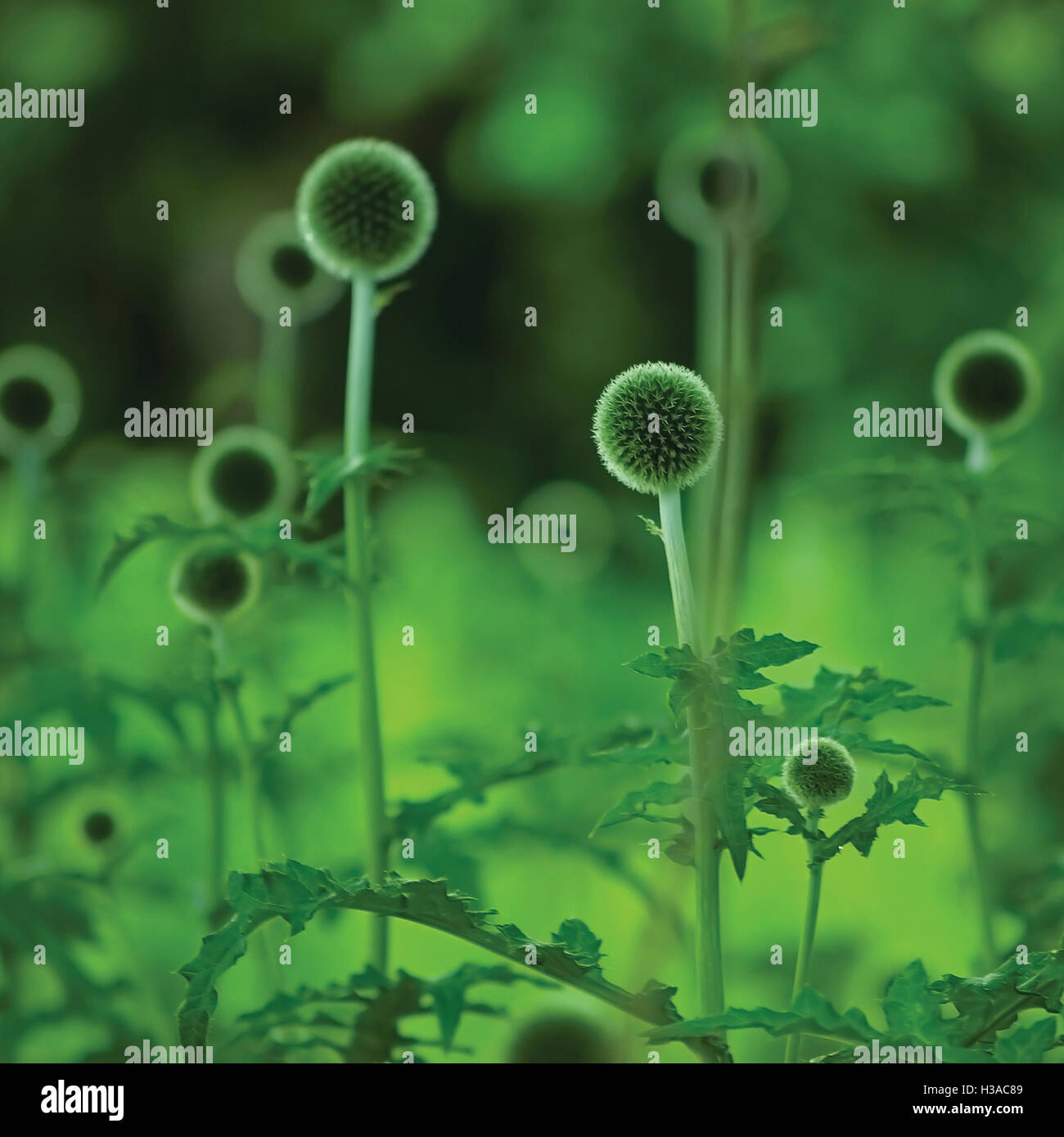 Blue spherical flower heads hi-res stock photography and images - Alamy